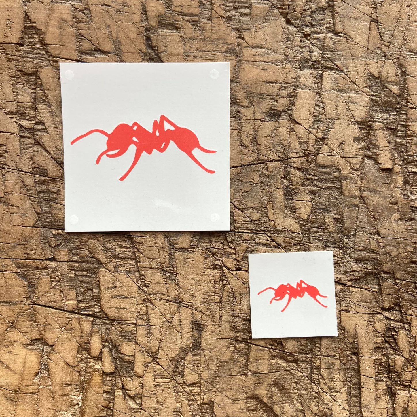 Ant Tattoo – Red Ants Pants